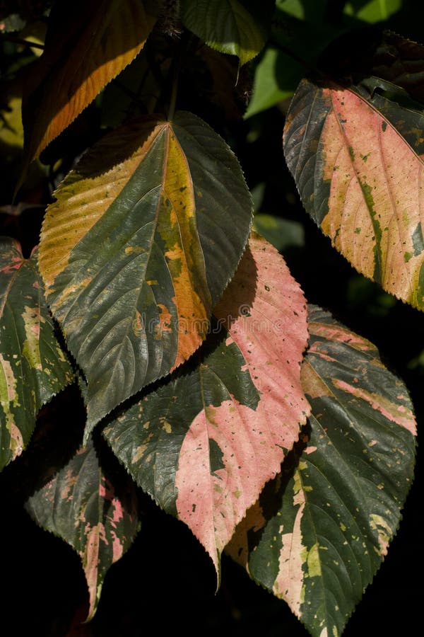 Green pink acalypha leaves stock image. Image of pink - 188751981