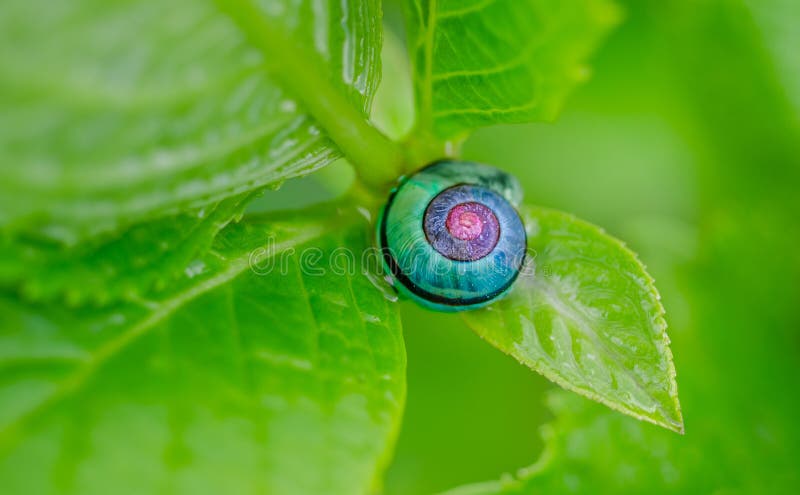 Green Pink And Blue Snail On Top Of Green Leaf Picture. Image: 82994403