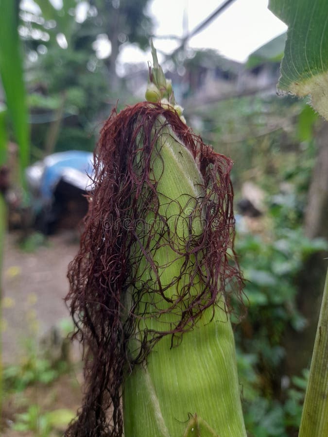 Green pink corn hair stock photo. Image of green, jagung - 307603780