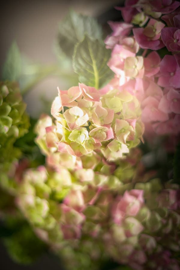 Green Pink Hydrangea Flowers, Dark Stock Image - Image of bloom, bush ...
