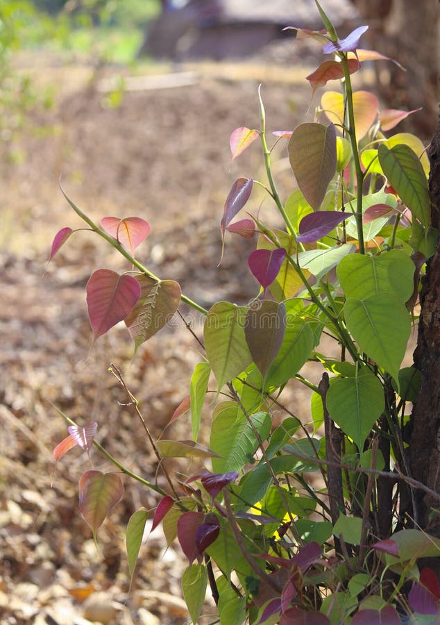 Green and Pink Leaf on Same Plants Stock Image - Image of plant, pink ...