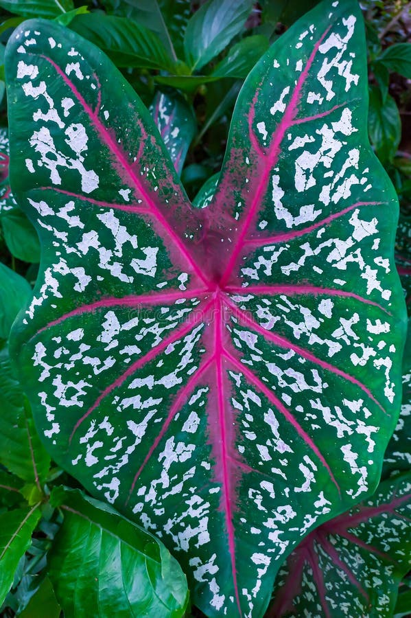 Green pink Spider leaves stock image. Image of leaves - 307730661