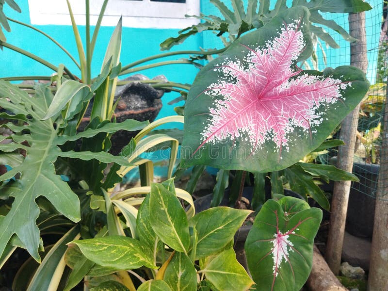 838 Pink Taro Stock Photos - Free & Royalty-Free Stock Photos from ...