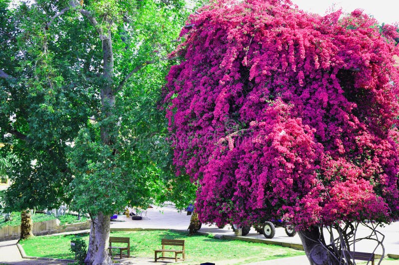 Green and pink tree stock image. Image of plant, spring - 250847395