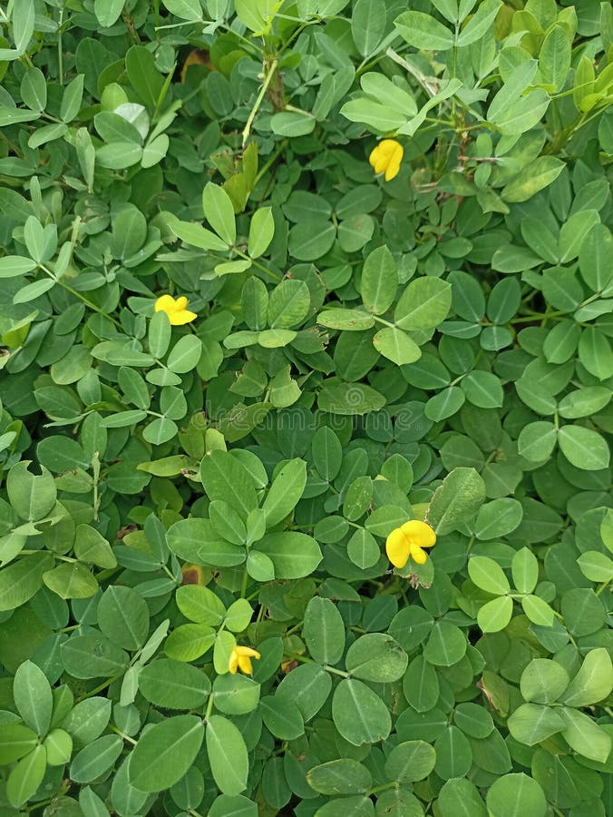 Green Pinto Grass for Discover Land Stock Photo - Image of land, green ...
