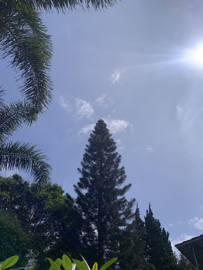 Green Pinus Tree stock photo. Image of palm, tree, green - 267721684