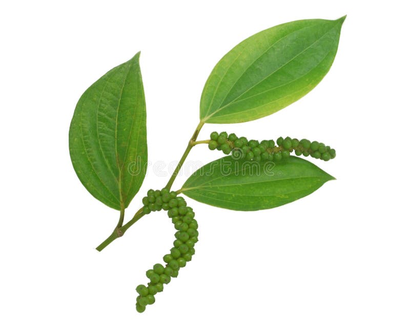 Piper Nigrum Isolated on White Background Stock Photo - Image of garden ...