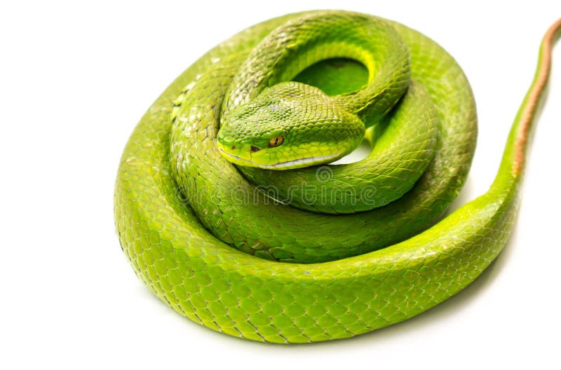 Green pit viper stock photo. Image of venom, antidote - 68794024