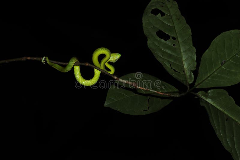 Green Pit Viper in Dark Forest Stock Photo - Image of vogel, snake ...