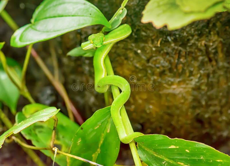 Green Pit Viper stock photo. Image of beauty, curve - 124607008