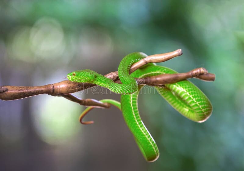 Green Pit Viper, Hanging on Tree. Stock Image - Image of poisonous ...