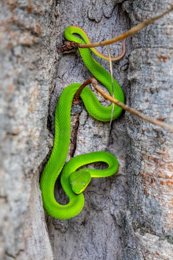 Viper stock photo. Image of predator, viper, reptiles - 13059420