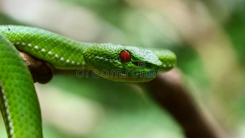 Green Pit Viper Snake in Thailand and Southeast Asia. Stock Video - Video of herpetology, snake ...