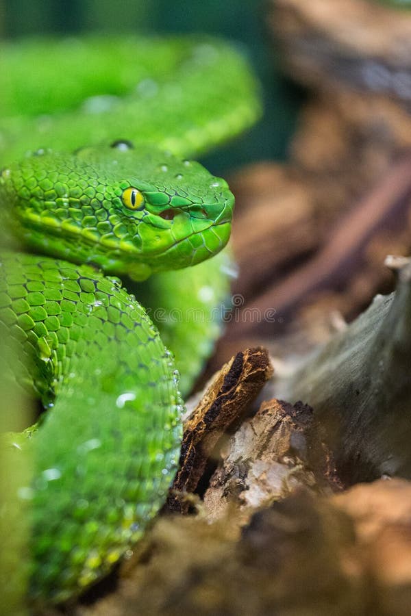 465 Viper Striking Stock Photos - Free & Royalty-Free Stock Photos from ...