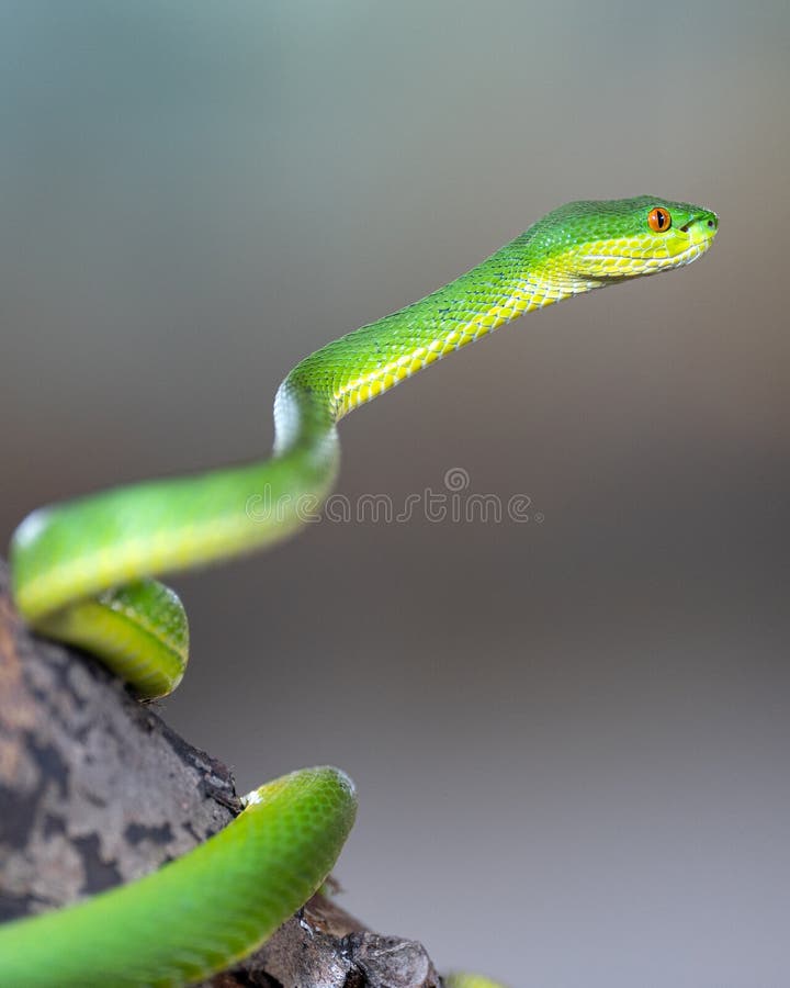 Green Pit Viper, Trimeresurus Albolabris Stock Photo - Image of wild ...