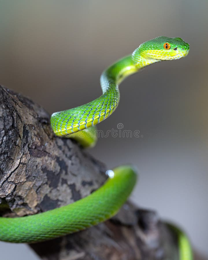 Trimeresurus albolabris stock photo. Image of tree, scales - 22786626