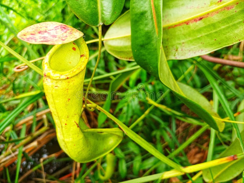 Pitcher plant stock photo. Image of flower, colorful - 320204536