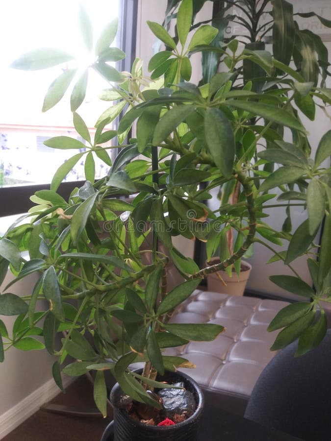 Green place stock photo. Image of place, office, greenspace - 124008190