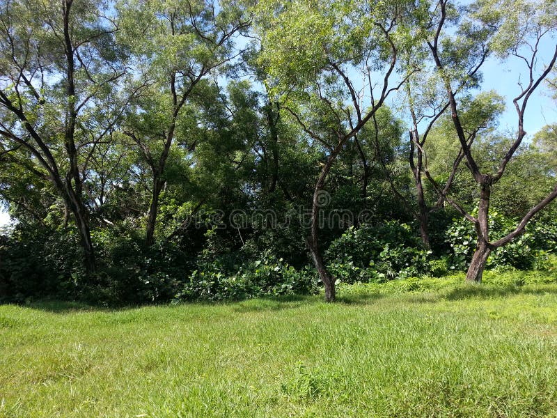 Green place stock photo. Image of plants, nature, plastic - 94694548