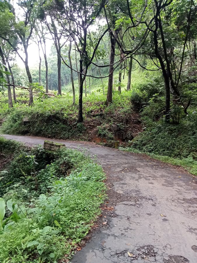 Green Place in the Sweet Morning Stock Image - Image of place, forest ...