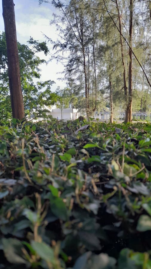 Green place to stay stock photo. Image of autumn, flower - 248355930