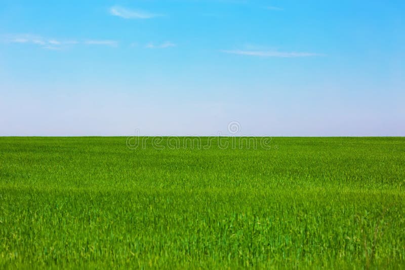 Green plain field stock photo. Image of spring, earth - 36578840