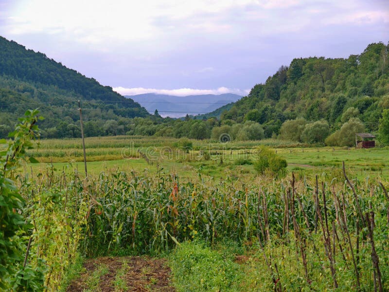 Green Plain with a Small Plantation of Corn and Other Greens Stock ...