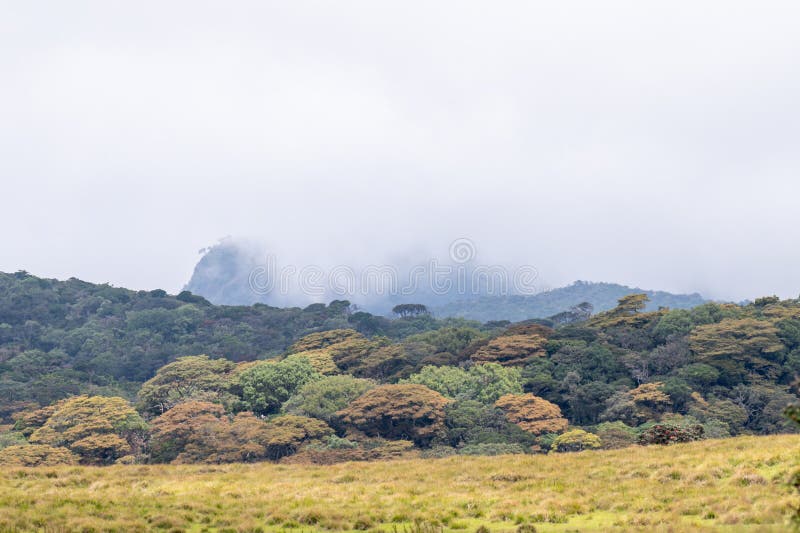 Green Plains Background Wallpaper Stock Image - Image of white, summer ...