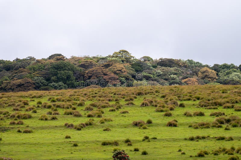 Green Plains Background Wallpaper Stock Photo - Image of leaves, branch ...