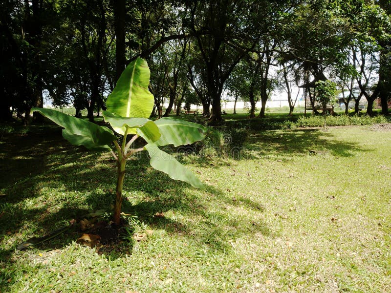 Green Plains and Trees Which Makes it Cool Stock Image - Image of sunny ...