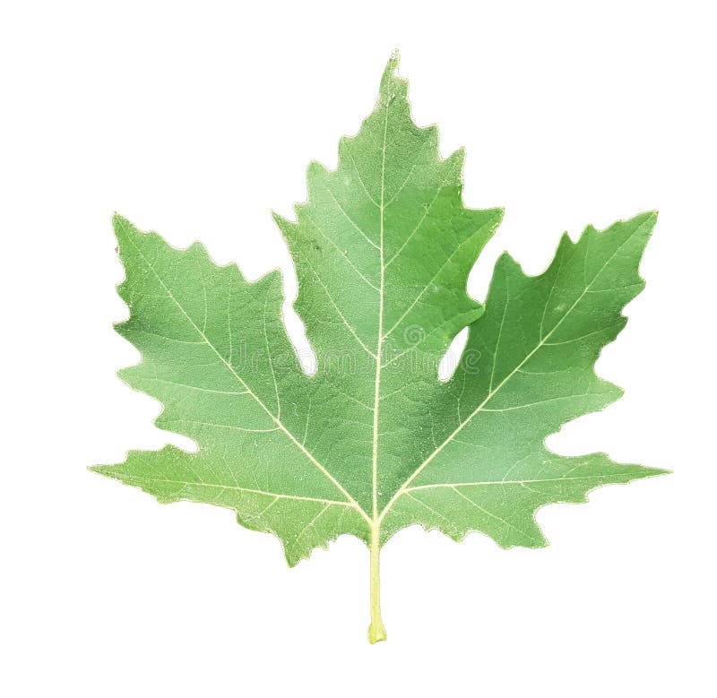 4,777 Plane Tree Leaf Photos - Free & Royalty-Free Stock Photos from ...