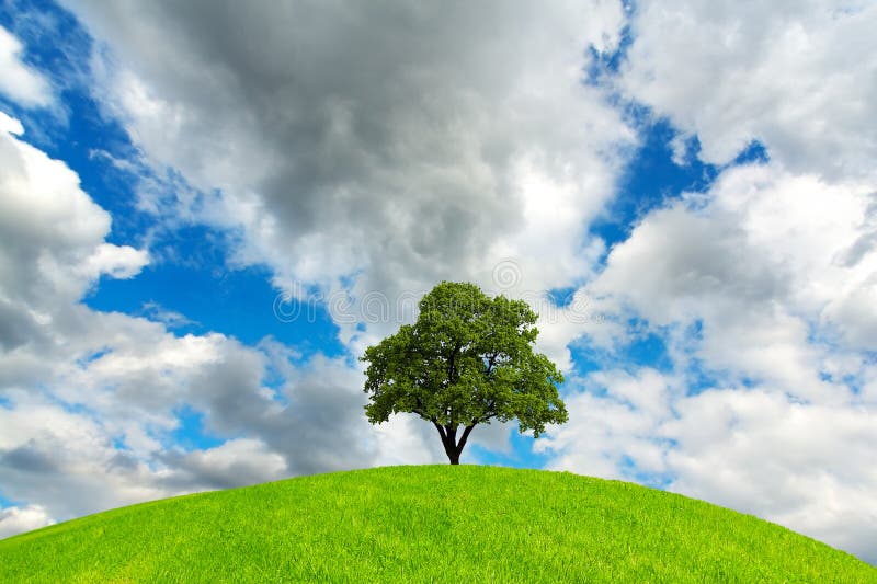 Beautiful Land Scape of Big Rain Tree Plant on Green Grass Fiel Stock ...