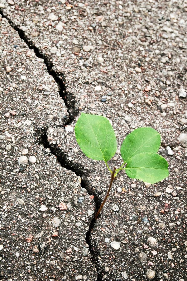 Sprout through asphalt stock image. Image of life, force - 11837375