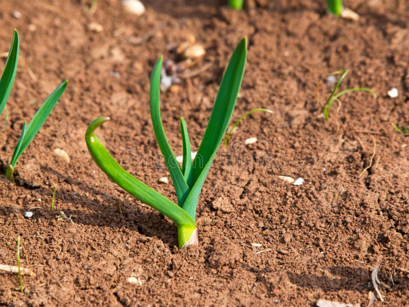 Young Garlic Sprouting in the Garden Covered with Straw Stock Photo ...