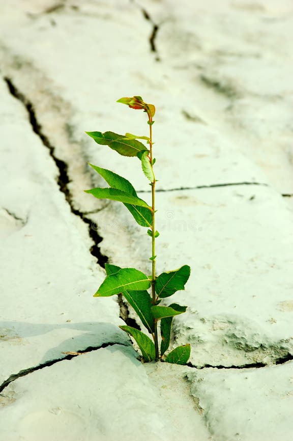 Green plant stock image. Image of miracle, determination - 2770109