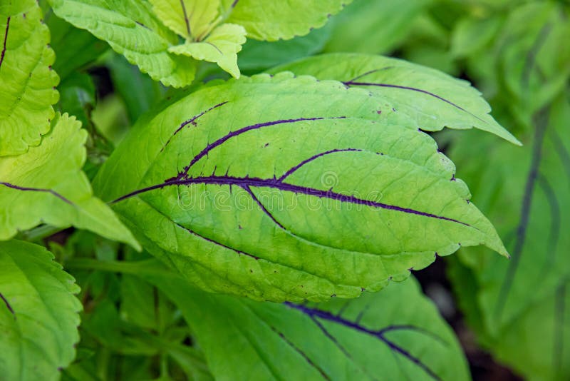Green Plant from Above and Close Up Stock Photo - Image of person ...