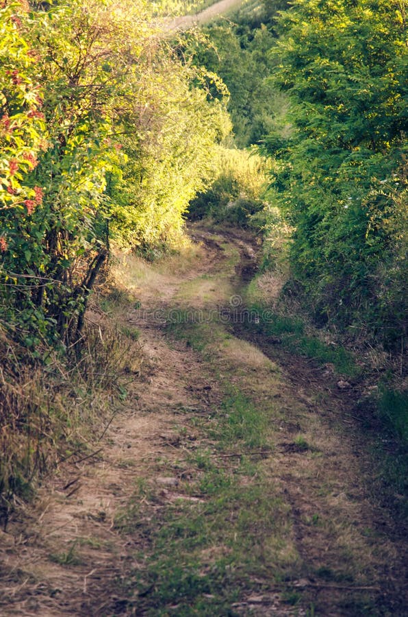 Path in wild nature stock photo. Image of direction - 119982976
