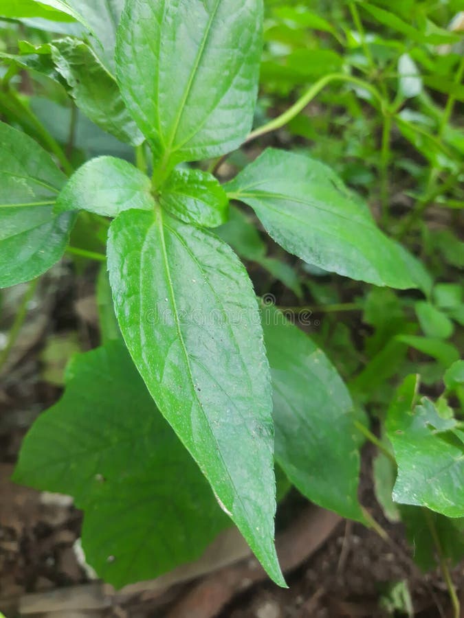 Green Plant in Back Building Stock Image - Image of build, building ...