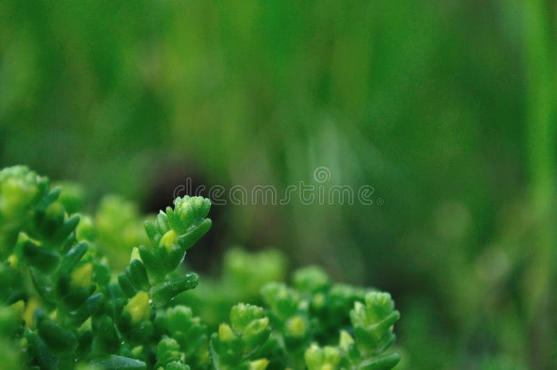 Green plant background stock photo. Image of field, garden - 30797818