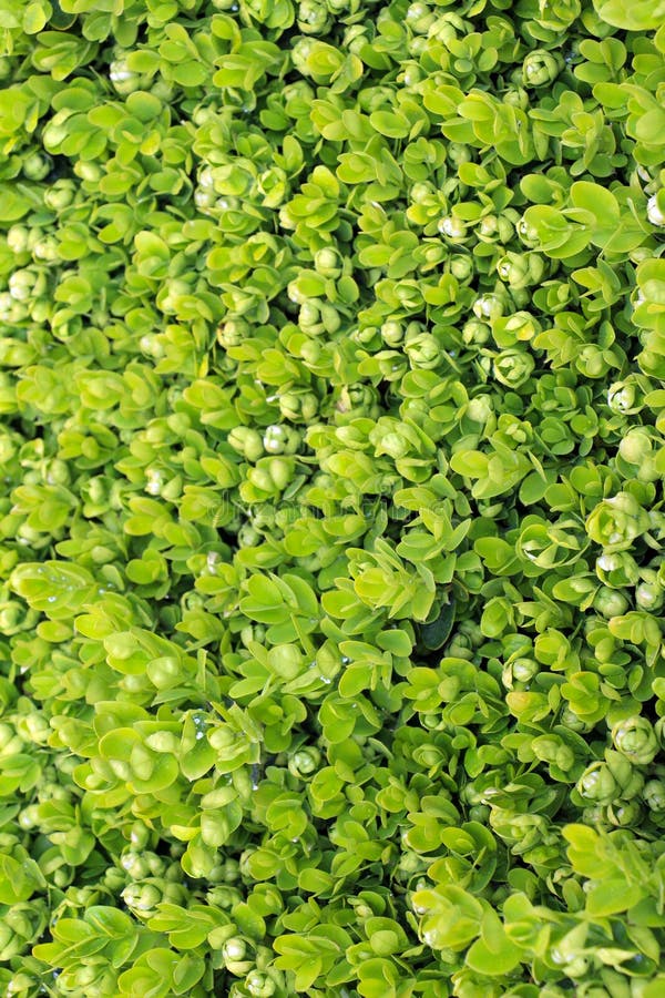 Green plant background stock image. Image of evergreen - 71127817