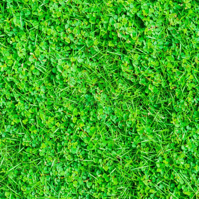 Green plant background stock image. Image of mowed, grassland - 31794313