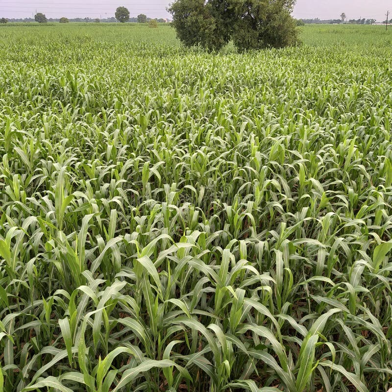 Green plant stock image. Image of beautiful, nice, plant - 126799613