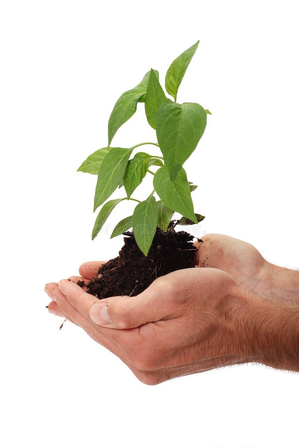 Green Plant for Better Environment Stock Photo - Image of hands, clean ...