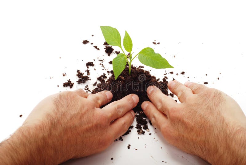 Green Plant for Better Environment Stock Image - Image of environment ...