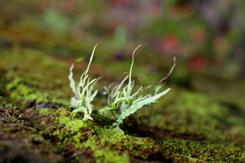 Green plant biology stock image. Image of warm, biology - 91656491