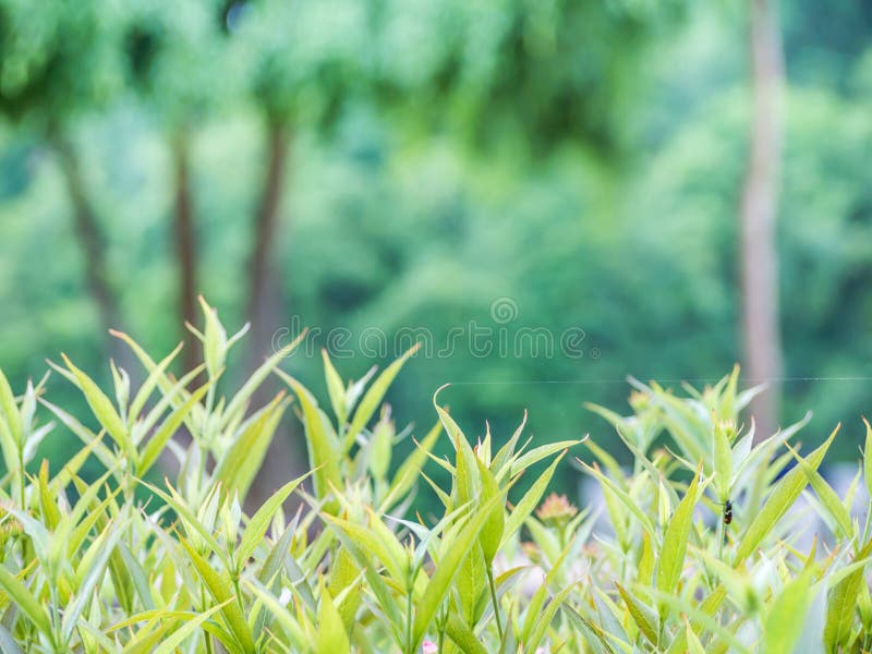 Green Plant with Blurry Nature Background Stock Image - Image of ...