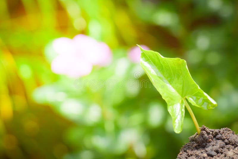Green Plant Born on Soil Background. Stock Image - Image of backgroundn ...