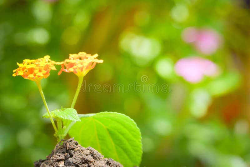 Green Plant Born on Soil Background. Stock Image - Image of born, fresh ...