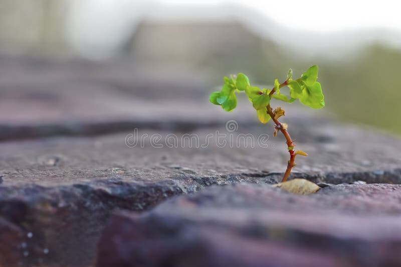 Green Plant Breaking through Stock Photo - Image of macro, growth: 43340902