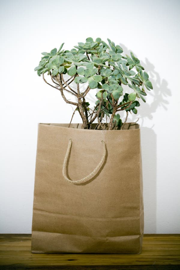 Green Plant in a Brown Paper Bag Stock Image - Image of recycle, paper ...
